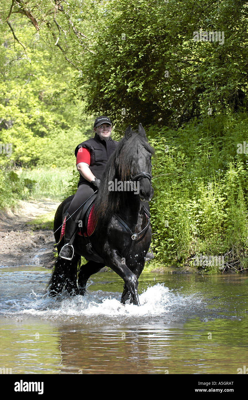 Friesian Horse Friesenpferd Stock Photo - Alamy