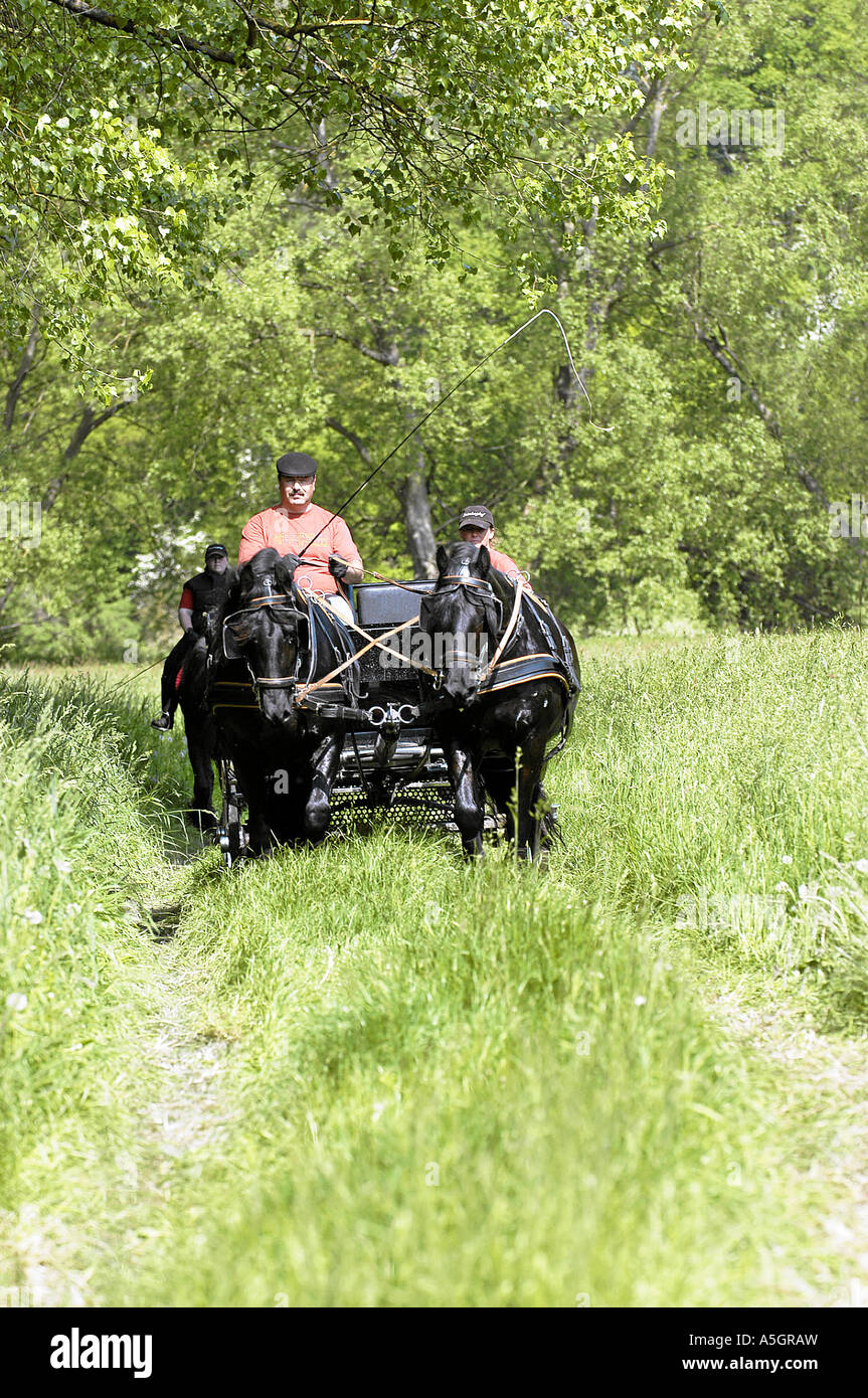 Friesian Horse Friesenpferd Stock Photo - Alamy