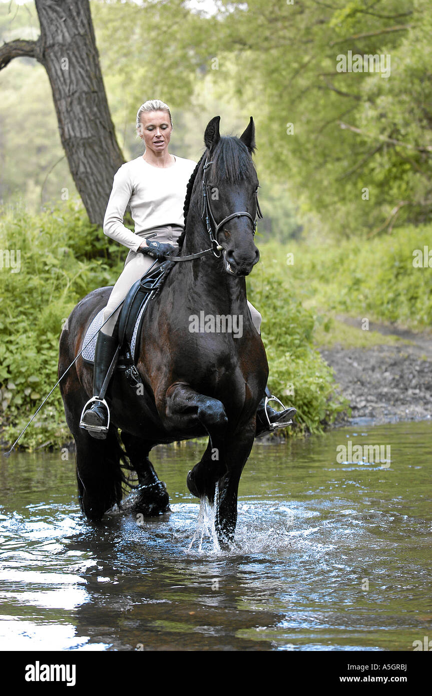 Friesian Horse Friesenpferd Stock Photo - Alamy