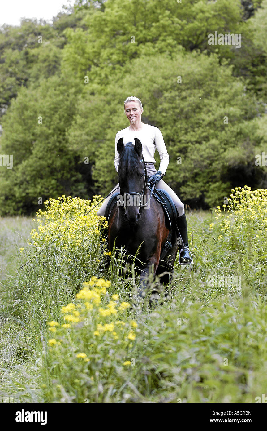 Friesian Horse Friesenpferd Stock Photo - Alamy