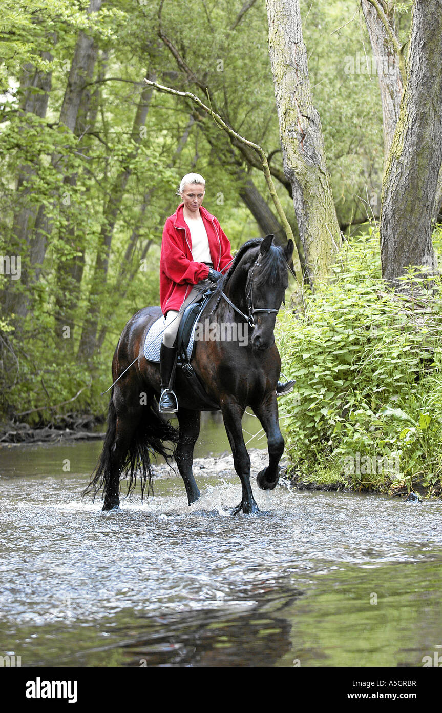 Friesian Horse Friesenpferd Stock Photo - Alamy