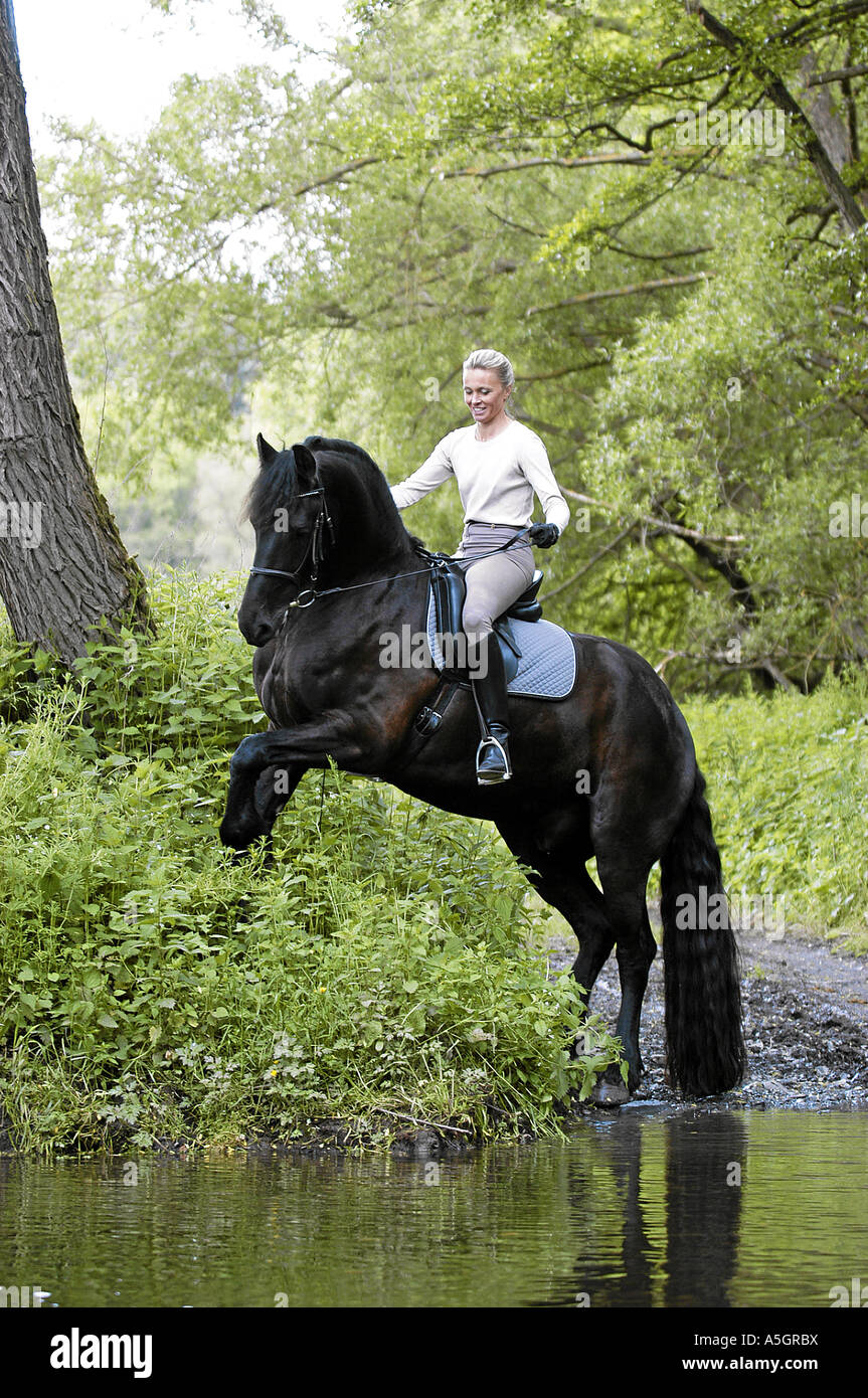 Friesian Horse Friesenpferd Stock Photo - Alamy
