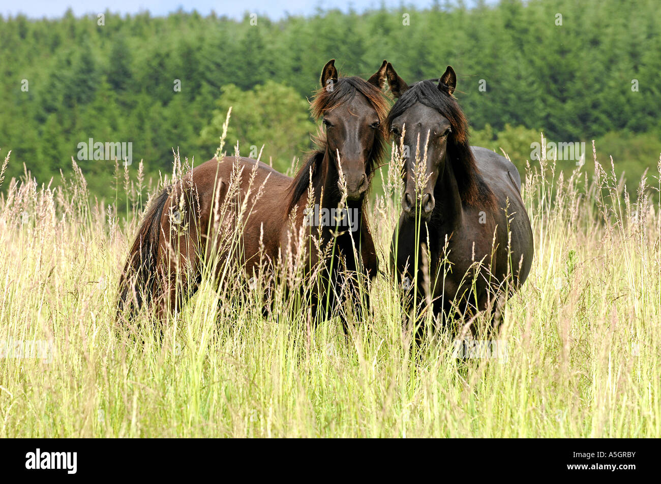 Friesian Horse Friesenpferd Stock Photo - Alamy