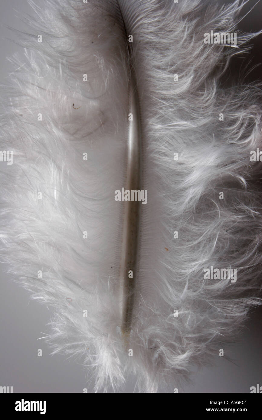 close up colour image of a feather shot in detail and taken in the ...