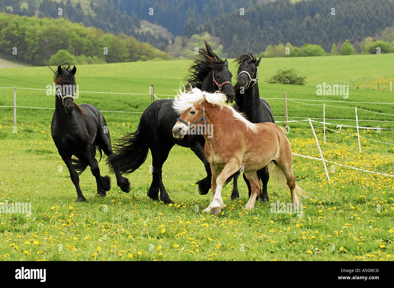 Friesian Horse Friesenpferd Stock Photo - Alamy