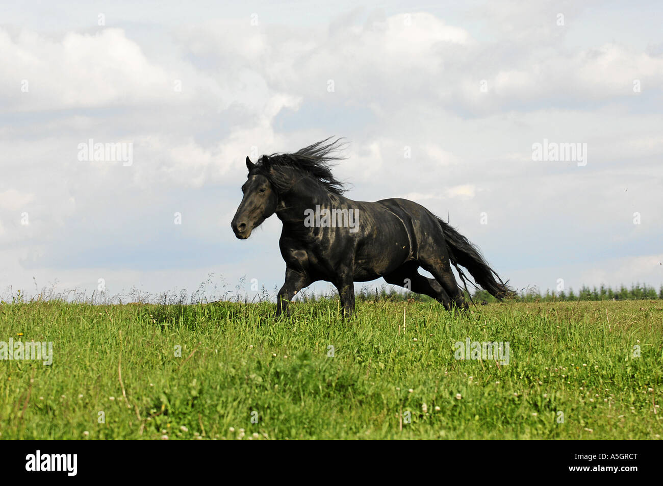 Friese paard hi-res stock photography and images - Alamy