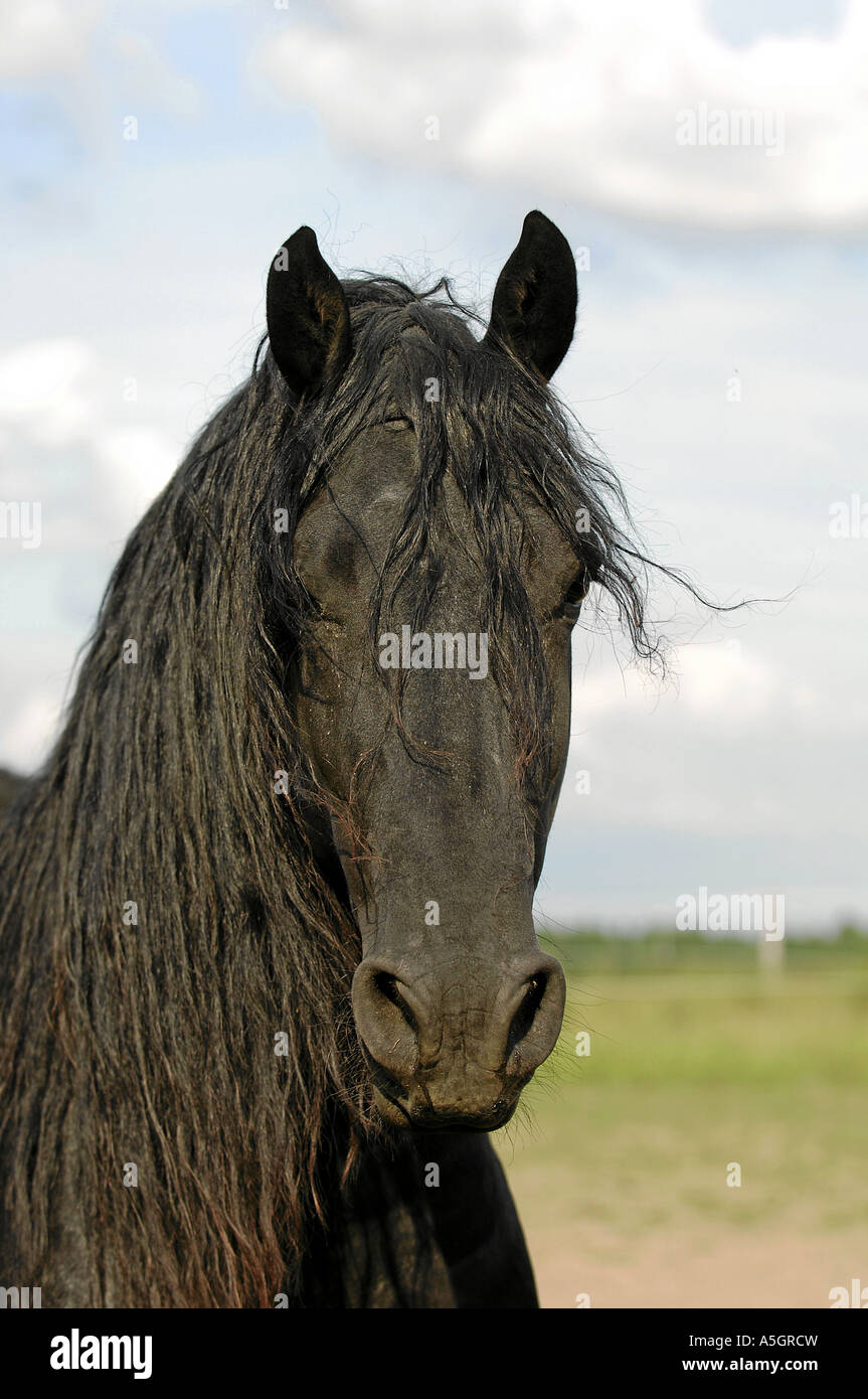 Friese paard hi-res stock photography and images - Alamy