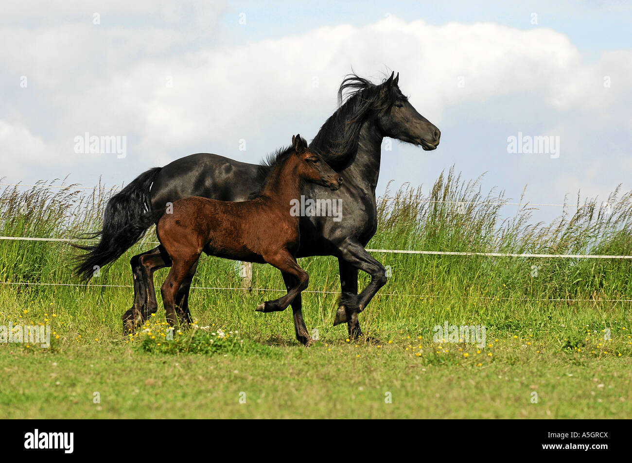 Friesian Horse Friesenpferd Stock Photo - Alamy