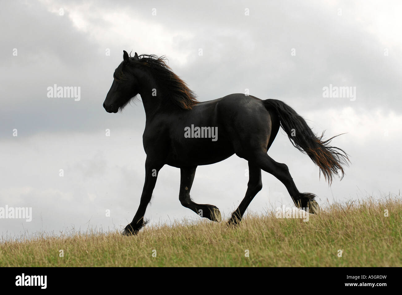 Friesian Horse Friesenpferd Stock Photo - Alamy