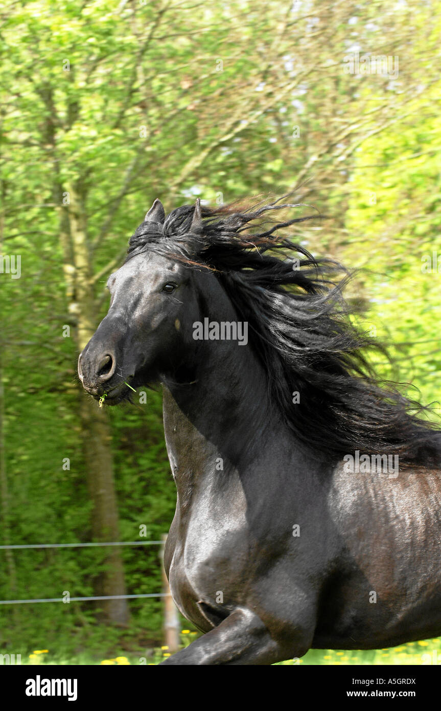 Friesian Horse Friesenpferd Stock Photo - Alamy