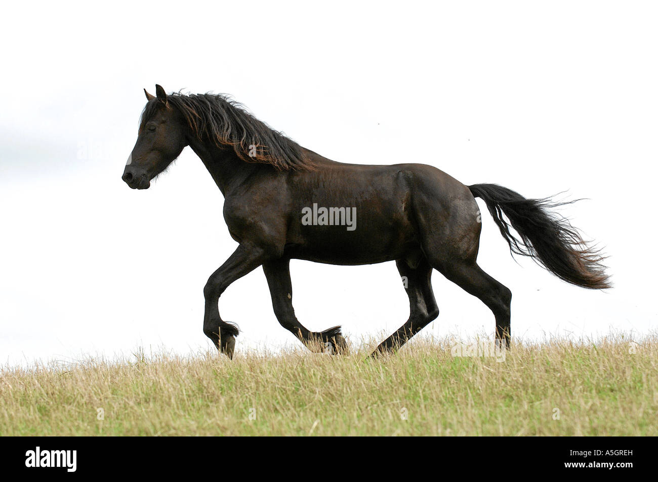 Friesian Horse Friesenpferd Stock Photo - Alamy
