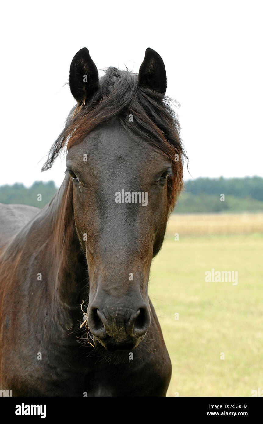 Friesian Horse Friesenpferd Stock Photo - Alamy
