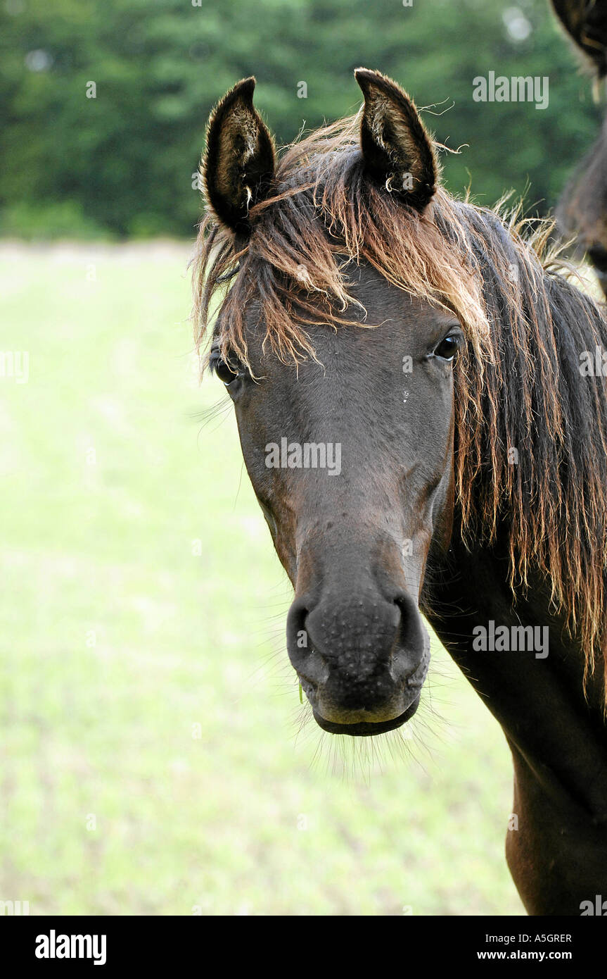 Friesian Horse Friesenpferd Stock Photo - Alamy