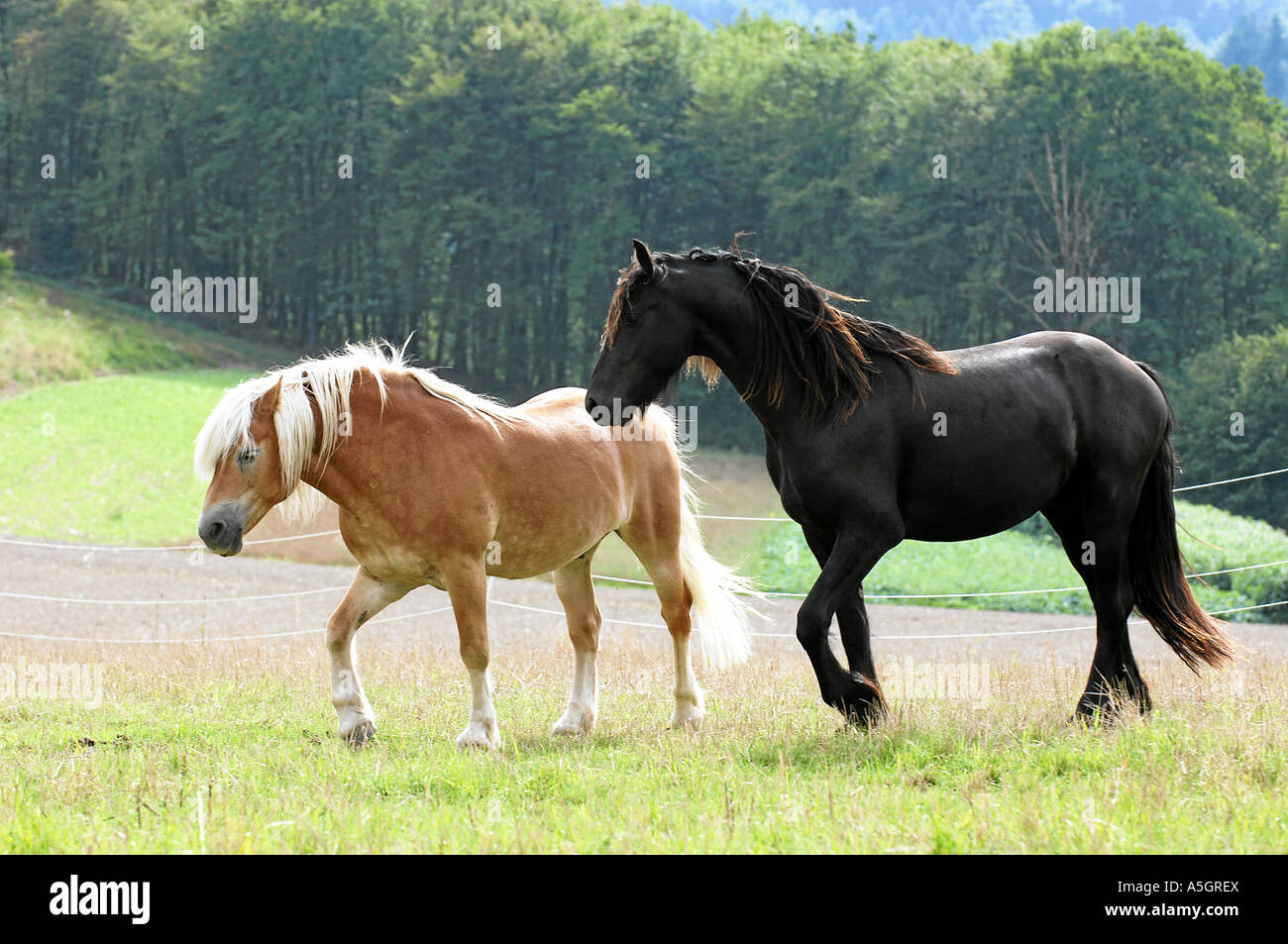 Friesian Horse Friesenpferd Stock Photo - Alamy