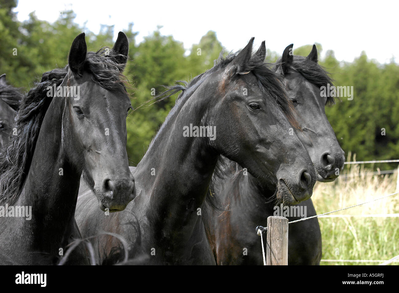 Friesian Horse Friesenpferd Stock Photo - Alamy