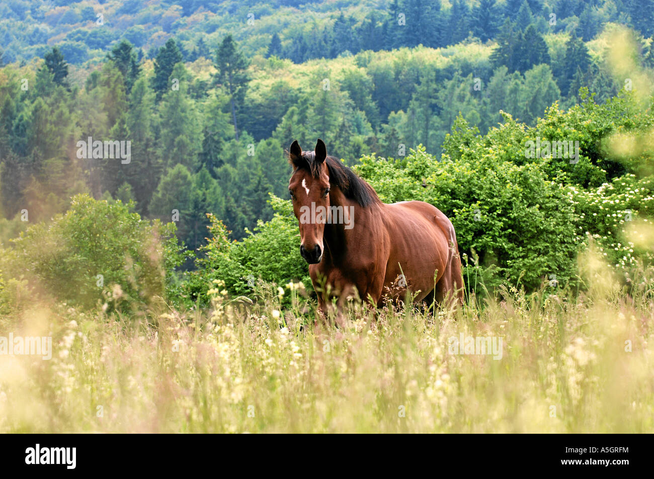 Friesian Horse Friesenpferd Stock Photo - Alamy