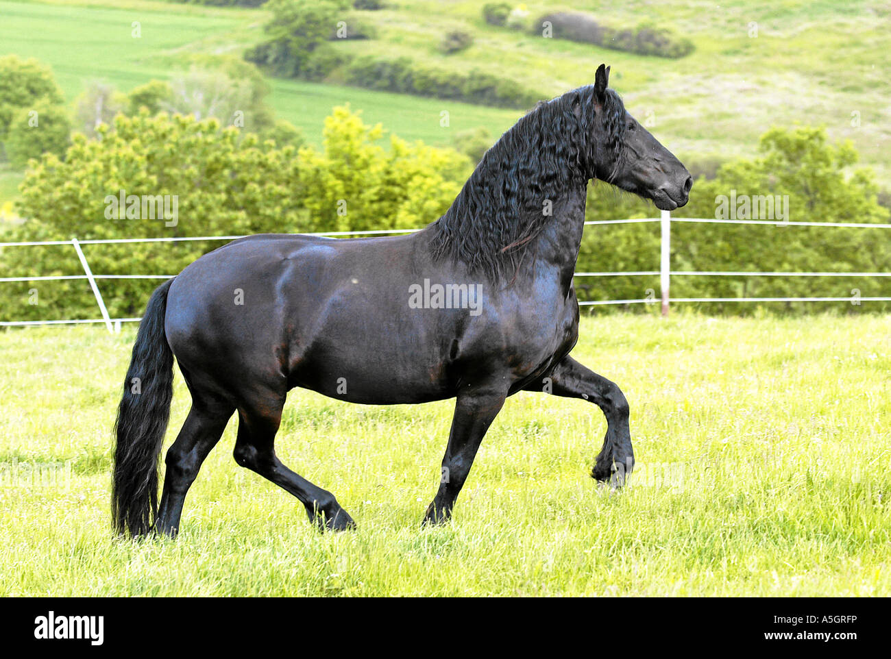 Friesian Horse Friesenpferd Stock Photo - Alamy