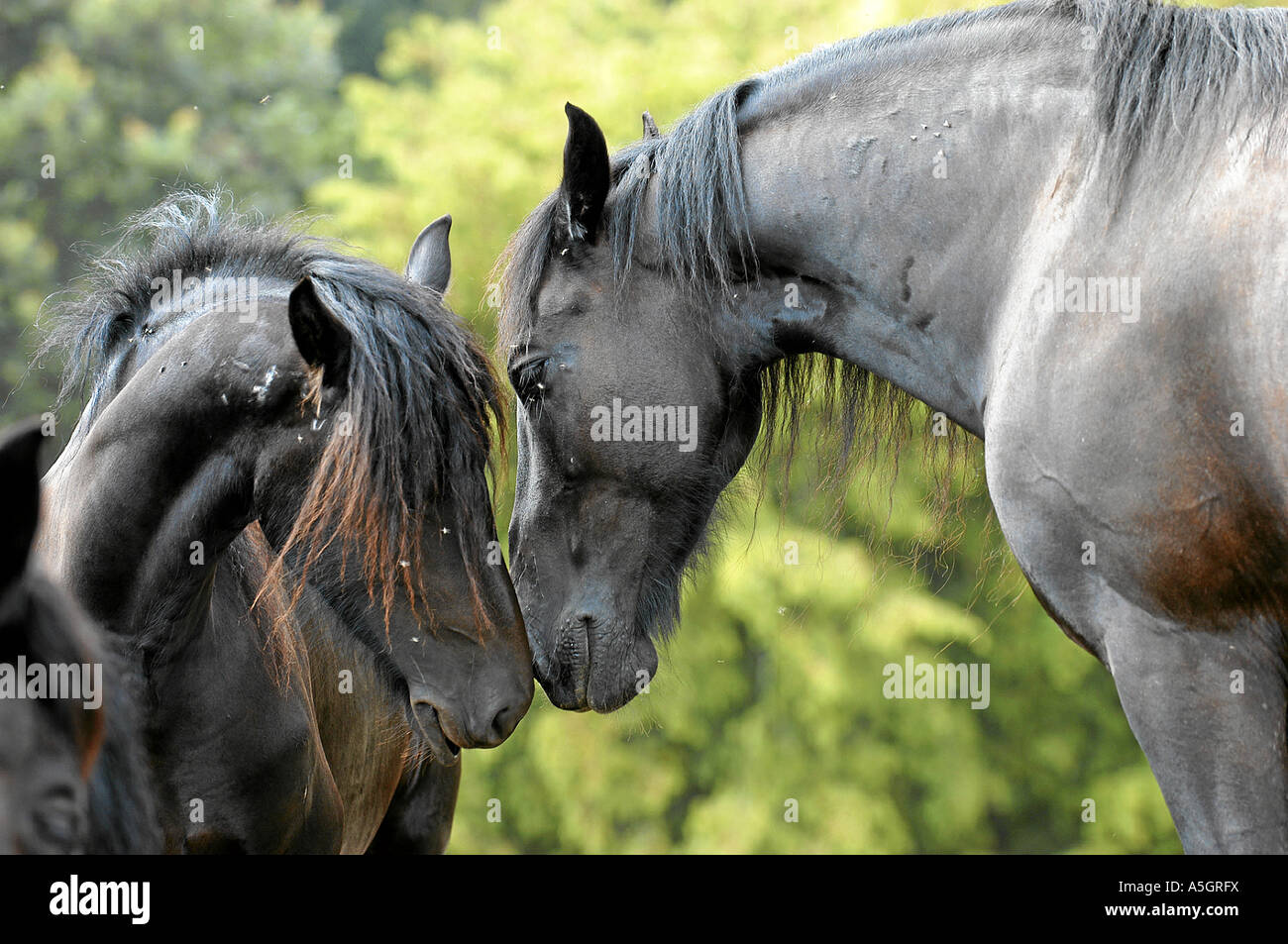 Friesian Horse Friesenpferd Stock Photo - Alamy