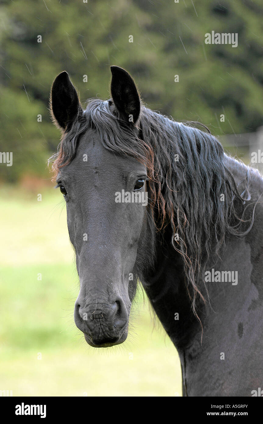 Friesian Horse Friesenpferd Stock Photo - Alamy