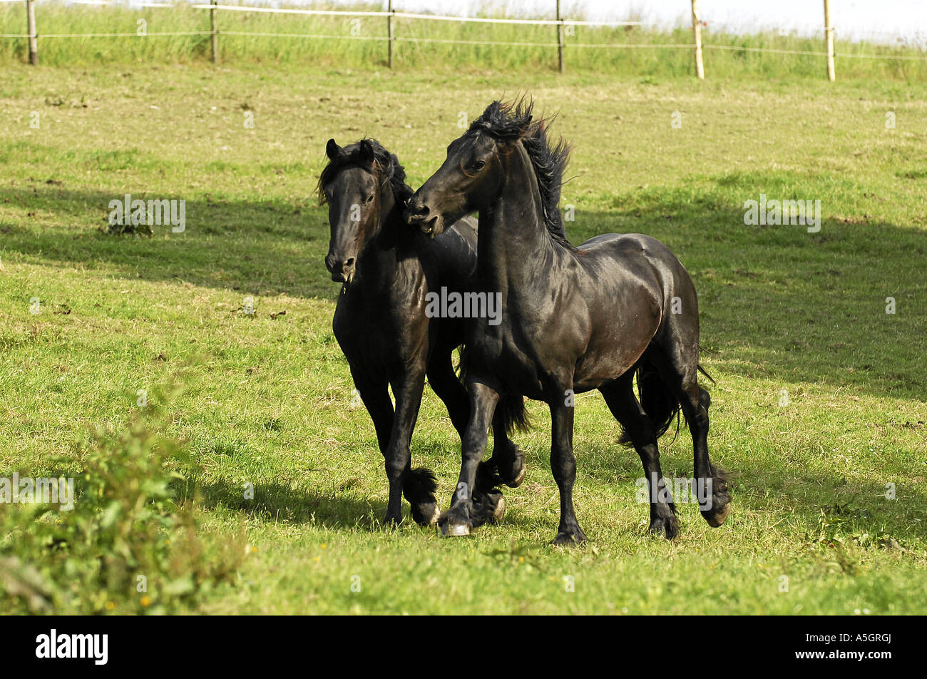 Friesian Horse Friesenpferd Stock Photo - Alamy