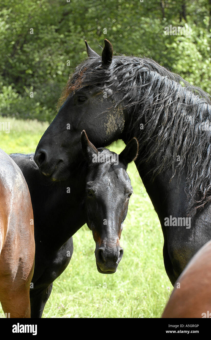 Friesian Horse Friesenpferd Stock Photo - Alamy