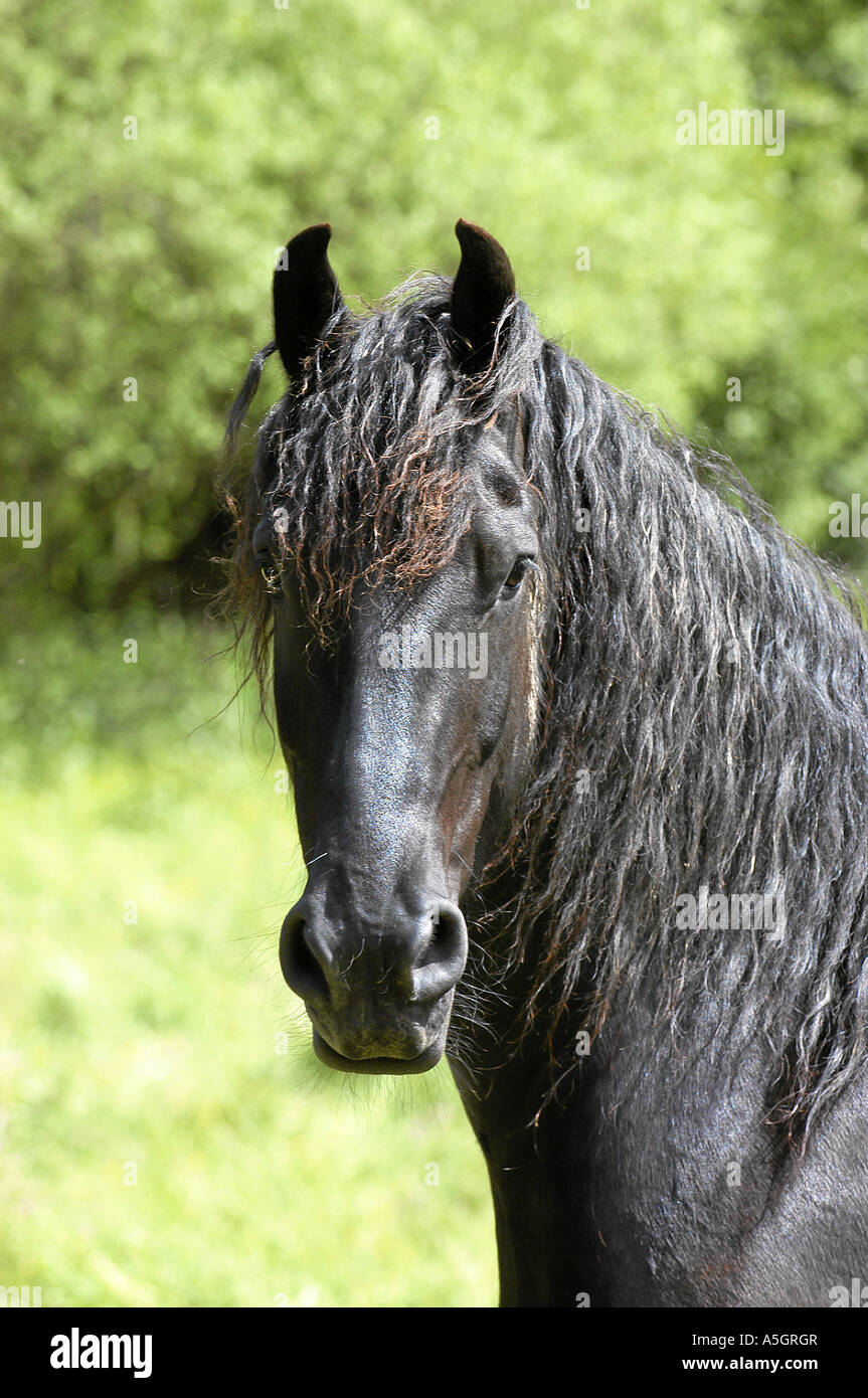 Friesian horse head hi-res stock photography and images - Alamy