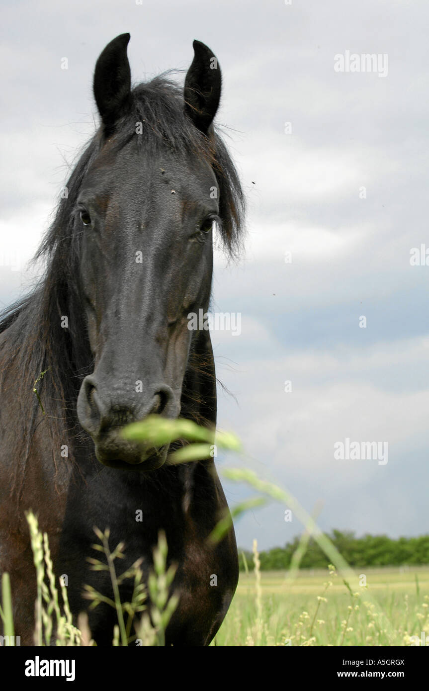 Friesian Horse Friesenpferd Stock Photo - Alamy