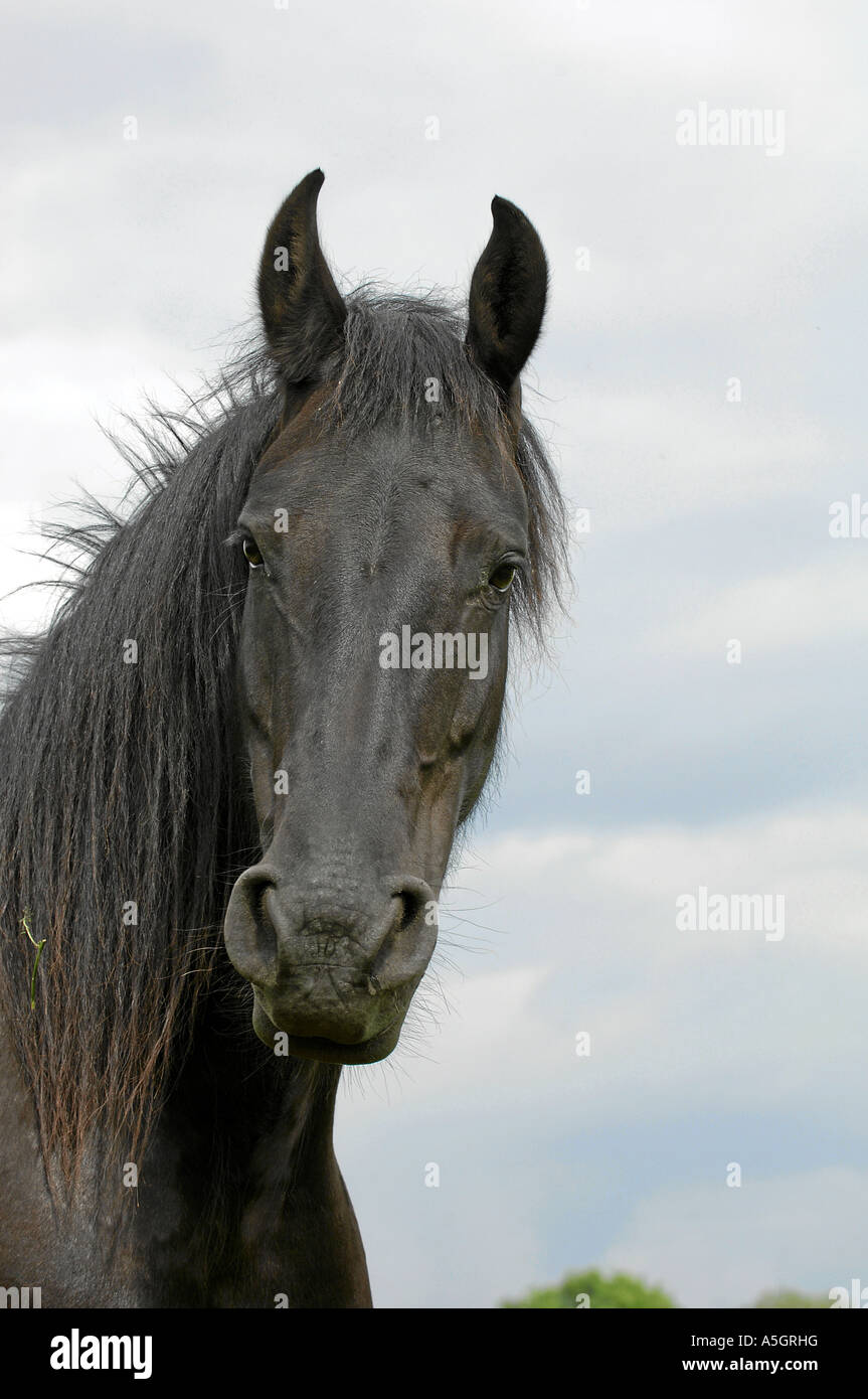 Friesian Horse Friesenpferd Stock Photo - Alamy