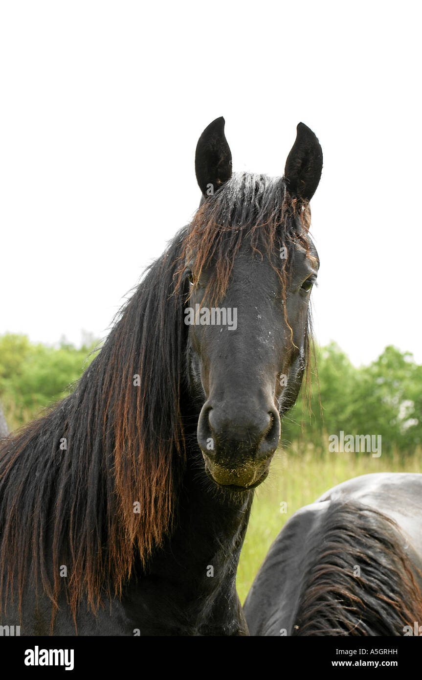Friesian Horse Friesenpferd Stock Photo - Alamy