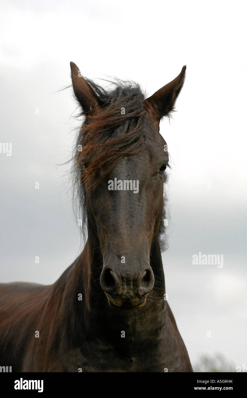 Friesian Horse Friesenpferd Stock Photo - Alamy