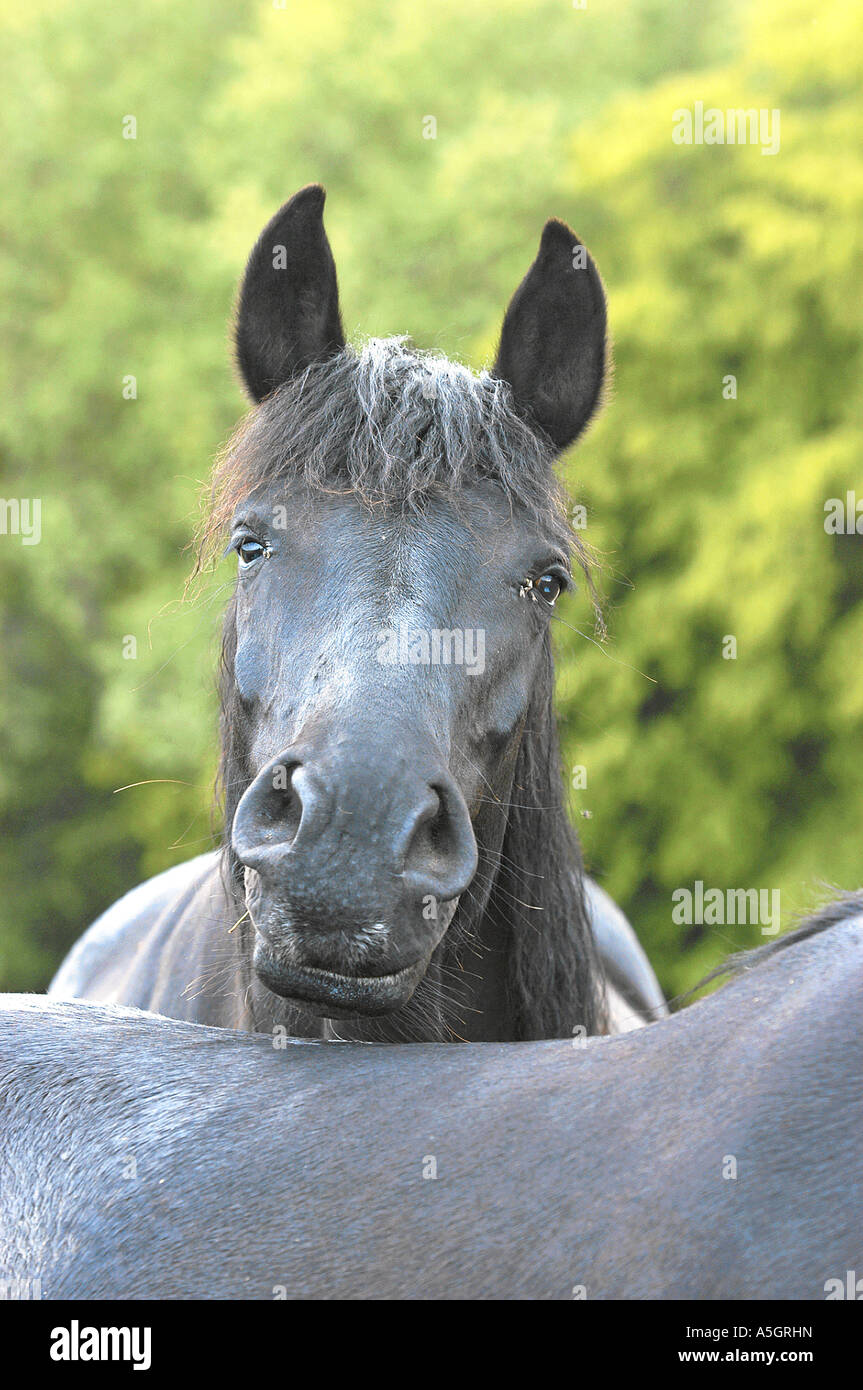 Friesian Horse Friesenpferd Stock Photo - Alamy