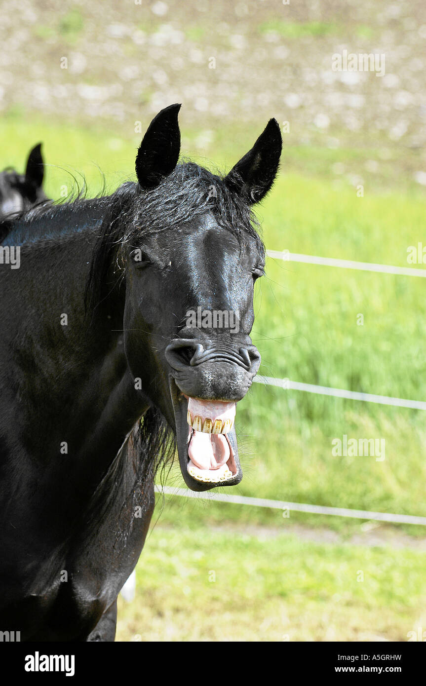 Friesian Horse Friesenpferd Stock Photo - Alamy
