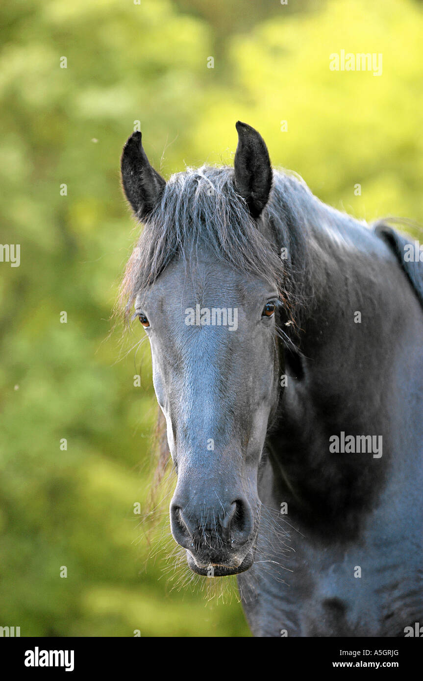 Friesian horse face hi-res stock photography and images - Alamy