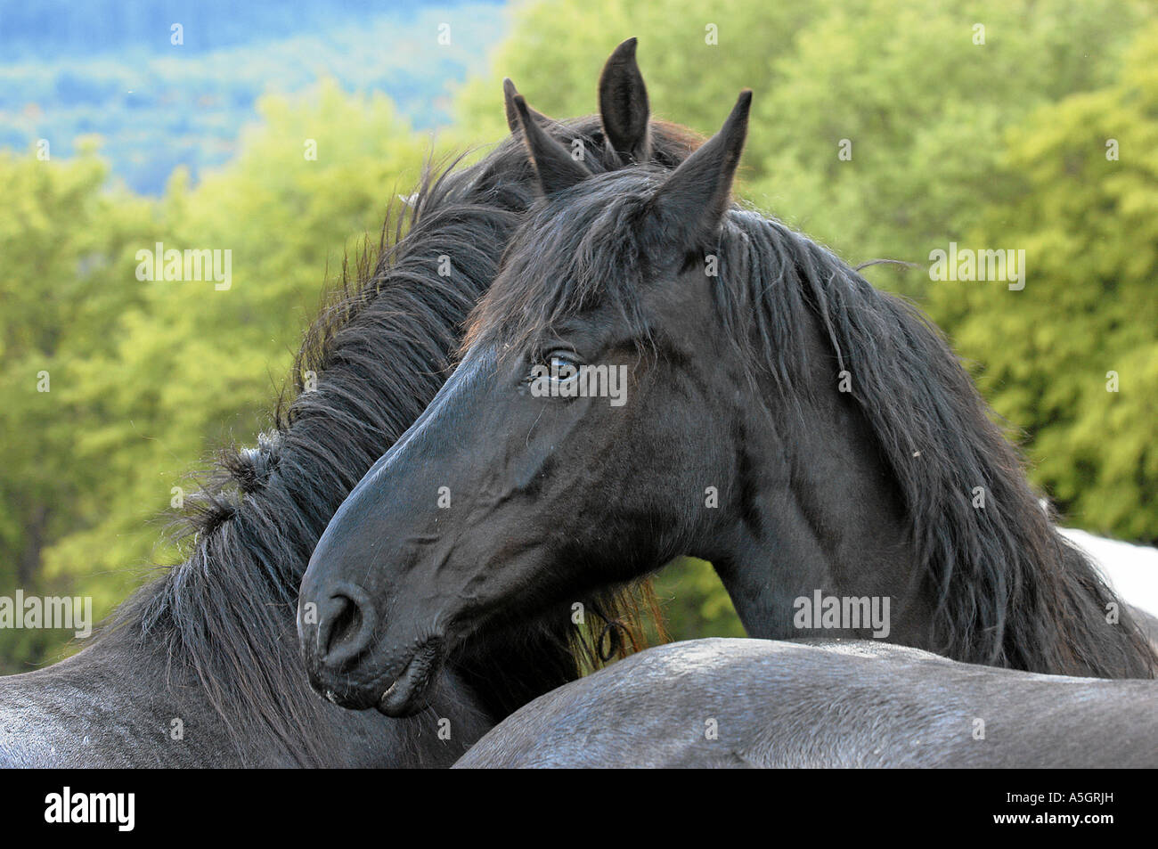 Friesian Horse Friesenpferd Stock Photo - Alamy