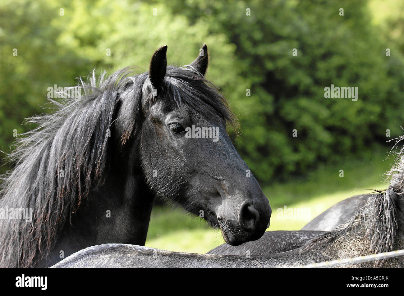 Friesian Horse Friesenpferd Stock Photo - Alamy
