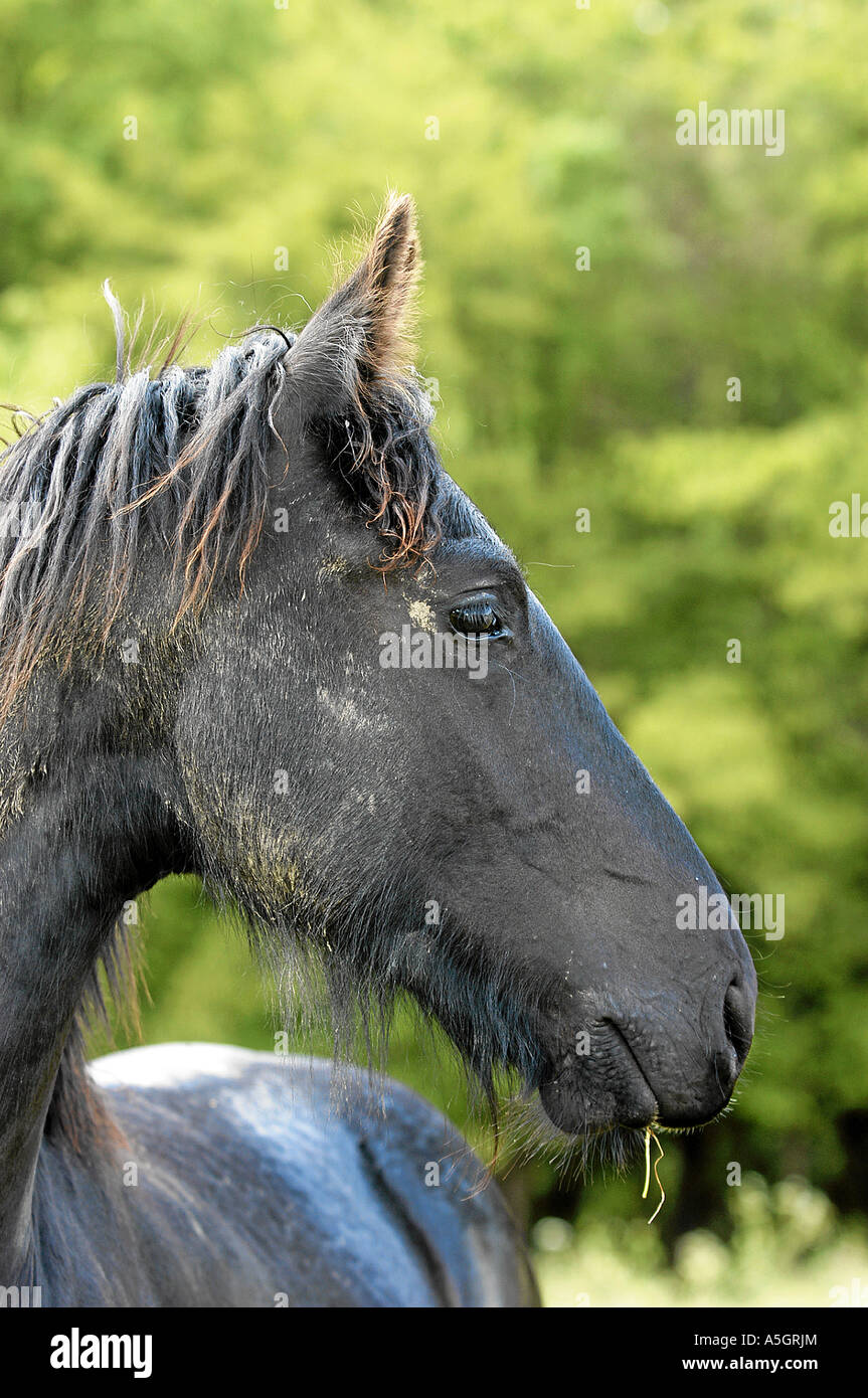 Friesian Horse Friesenpferd Stock Photo - Alamy