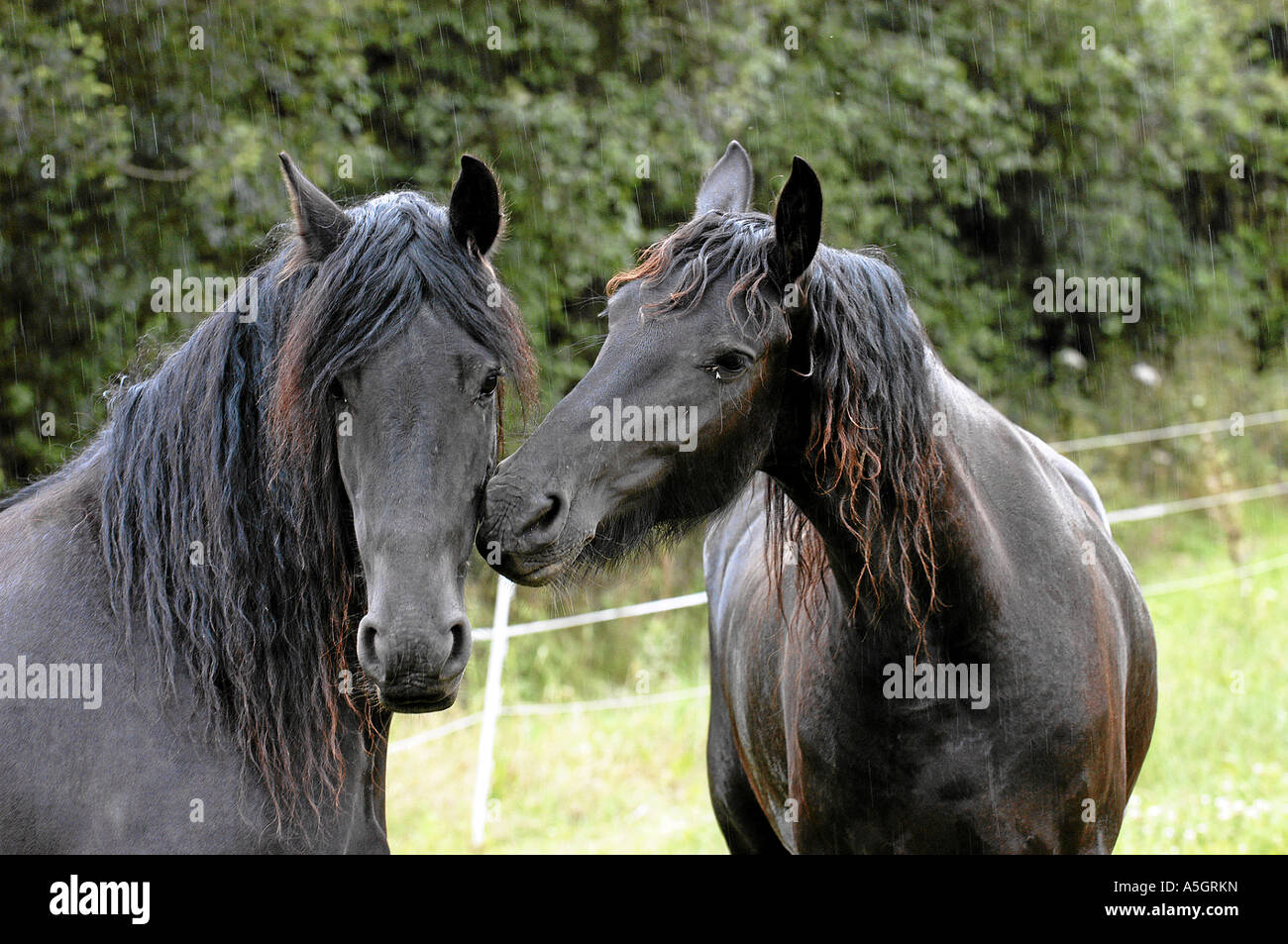 Friesian Horse Friesenpferd Stock Photo - Alamy