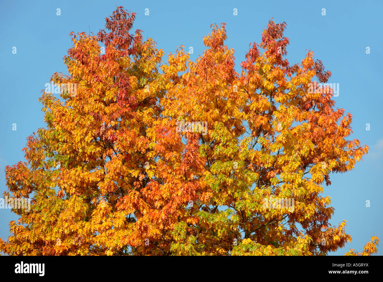 oak tree during autumn Stock Photo - Alamy