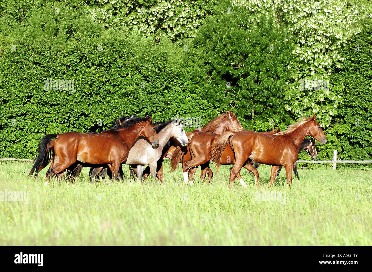 Gidran Horse Gidranpferd Stock Photo - Alamy