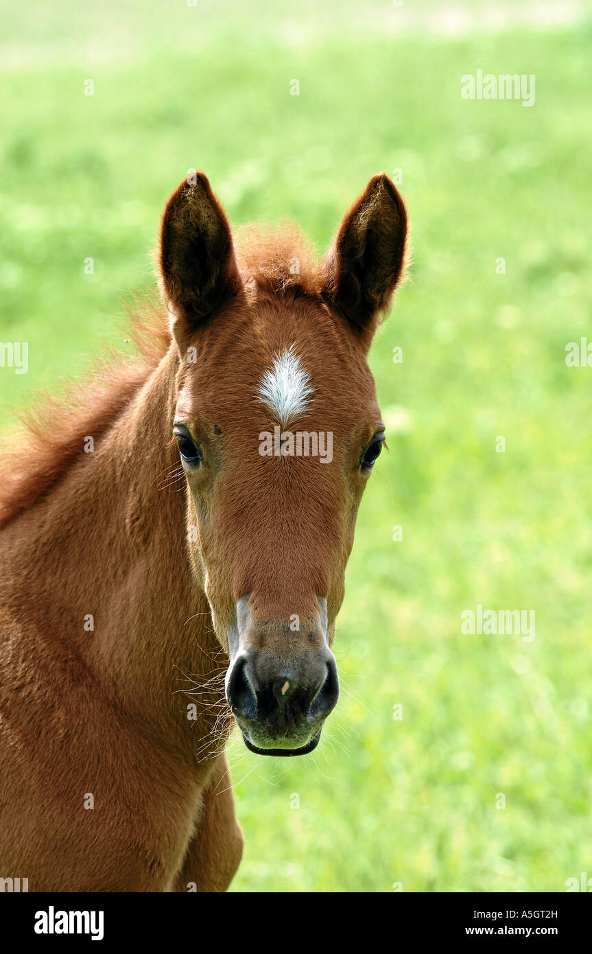Gidran Horse Gidranpferd Stock Photo - Alamy