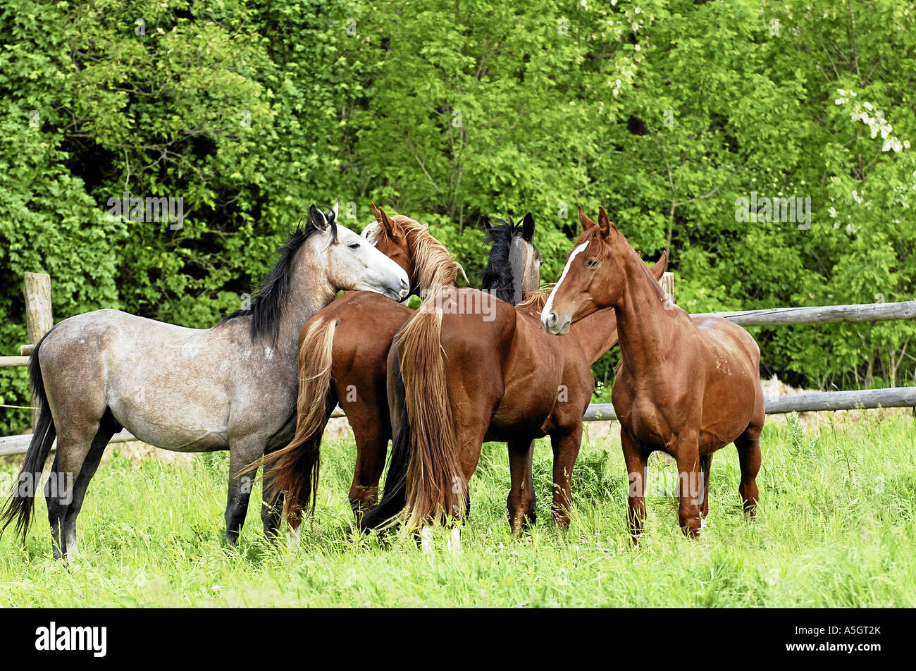 Gidran Horse Gidranpferd Stock Photo - Alamy