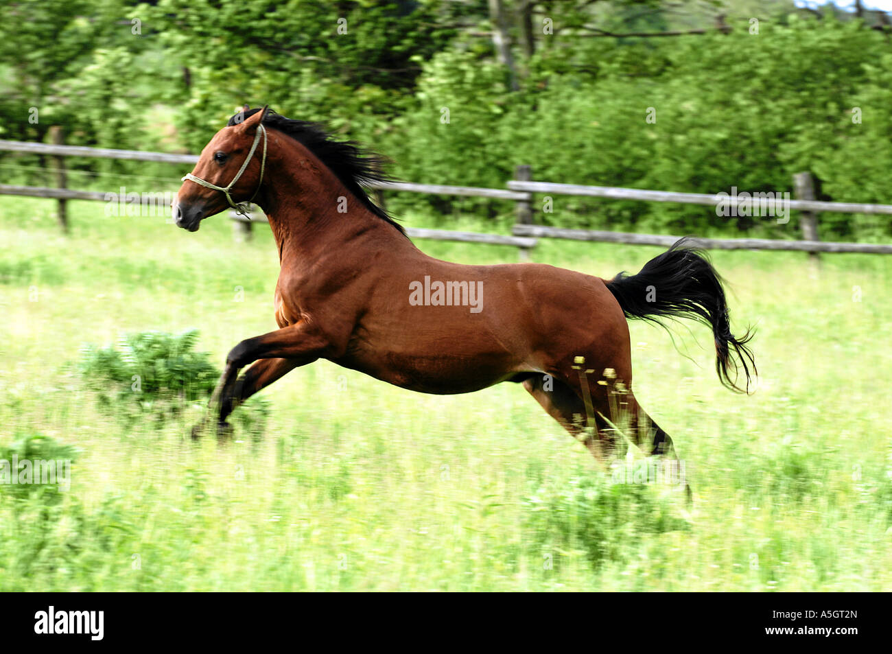 Gidran Horse Gidranpferd Stock Photo - Alamy