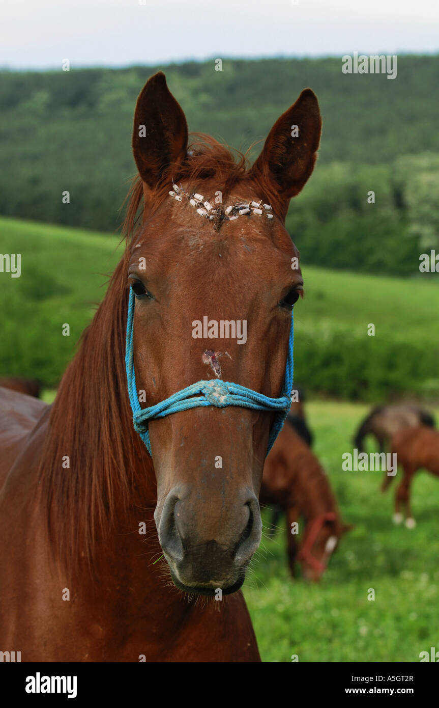 Gidranpferd hi-res stock photography and images - Alamy