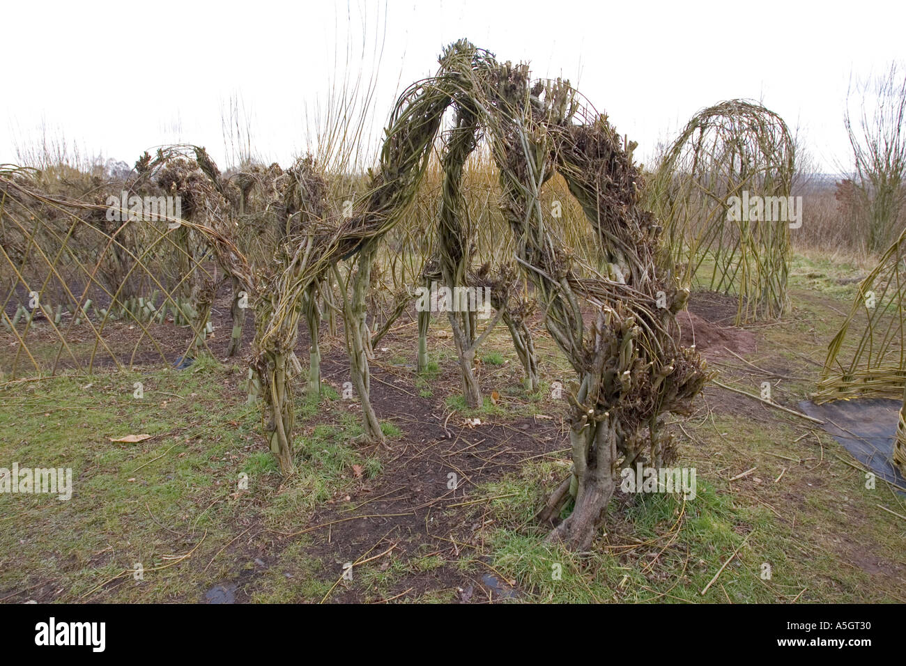 Arbour uk hi-res stock photography and images - Alamy