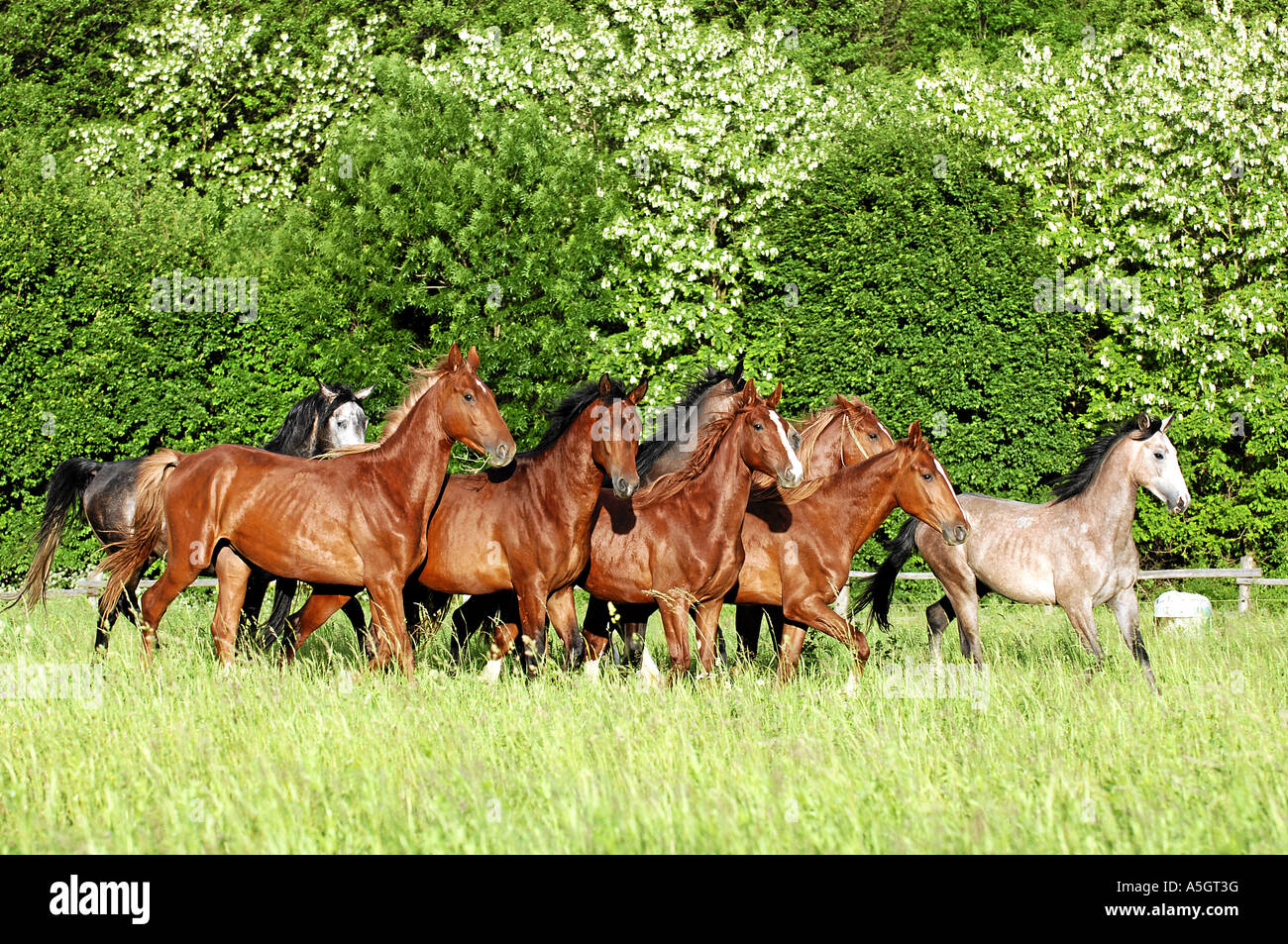 Gidran Horse Gidranpferd Stock Photo - Alamy