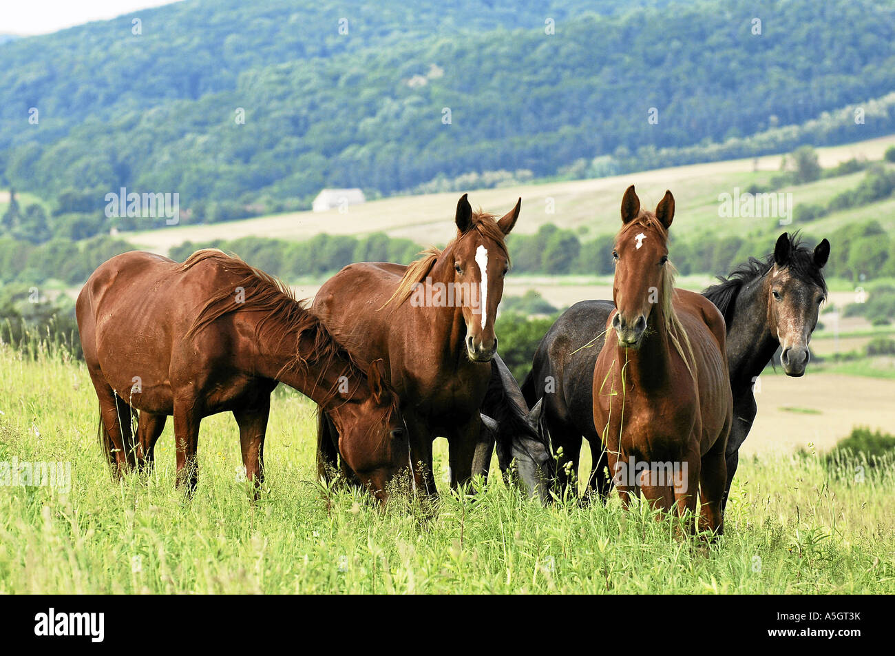 Gidran Horse Gidranpferd Stock Photo - Alamy