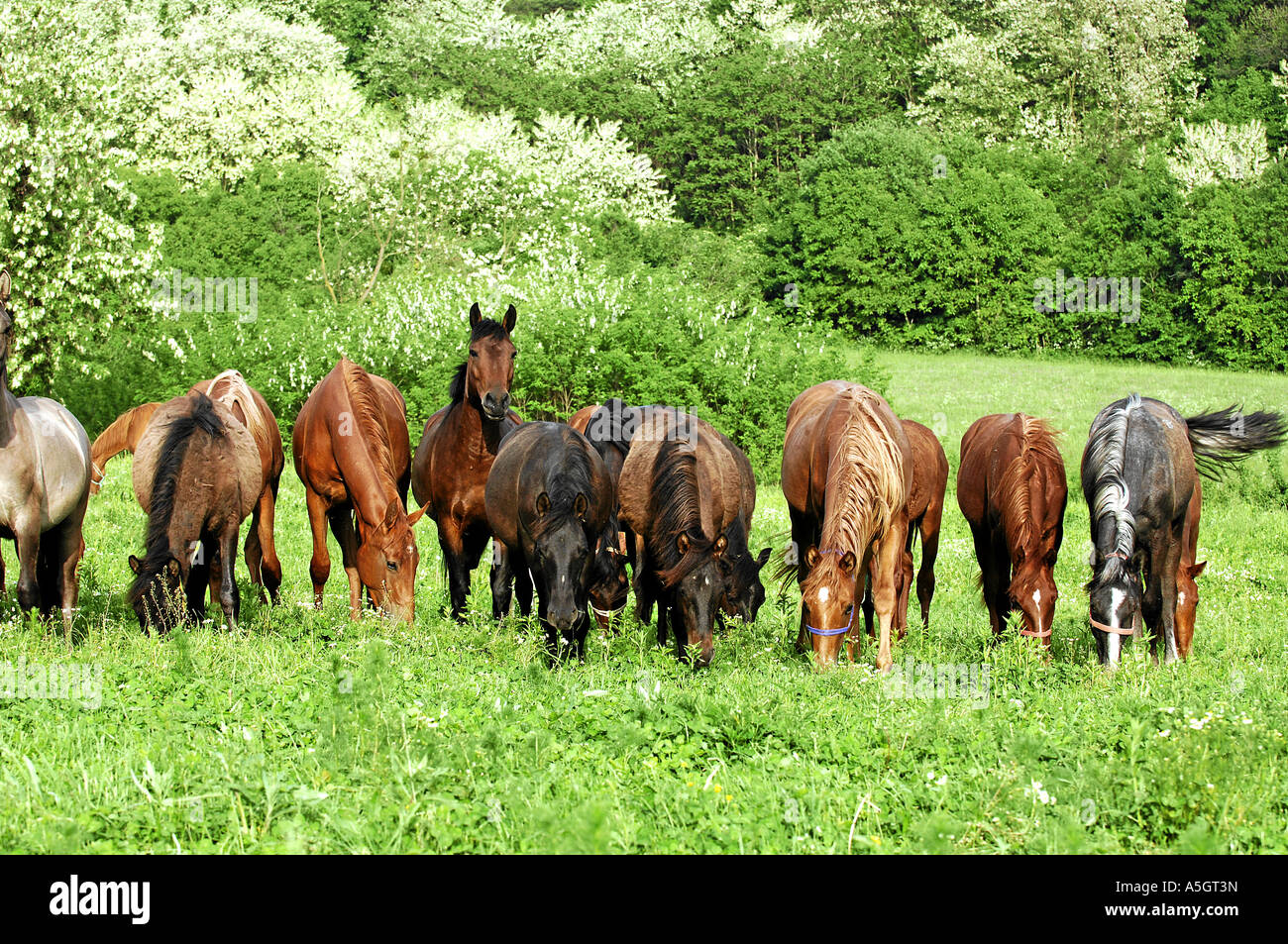 Gidran Horse Gidranpferd Stock Photo - Alamy