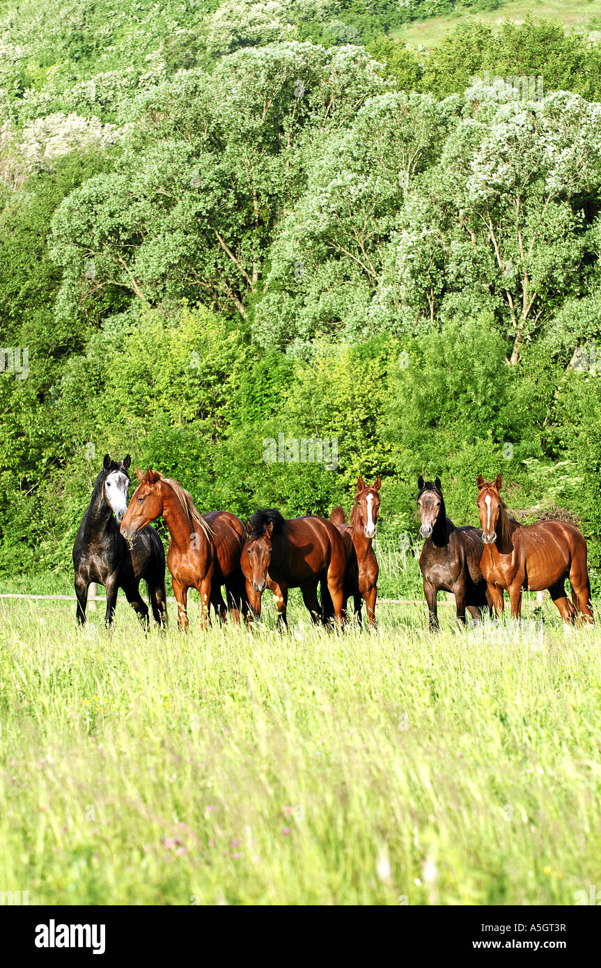 Gidran Horse Gidranpferd Stock Photo - Alamy