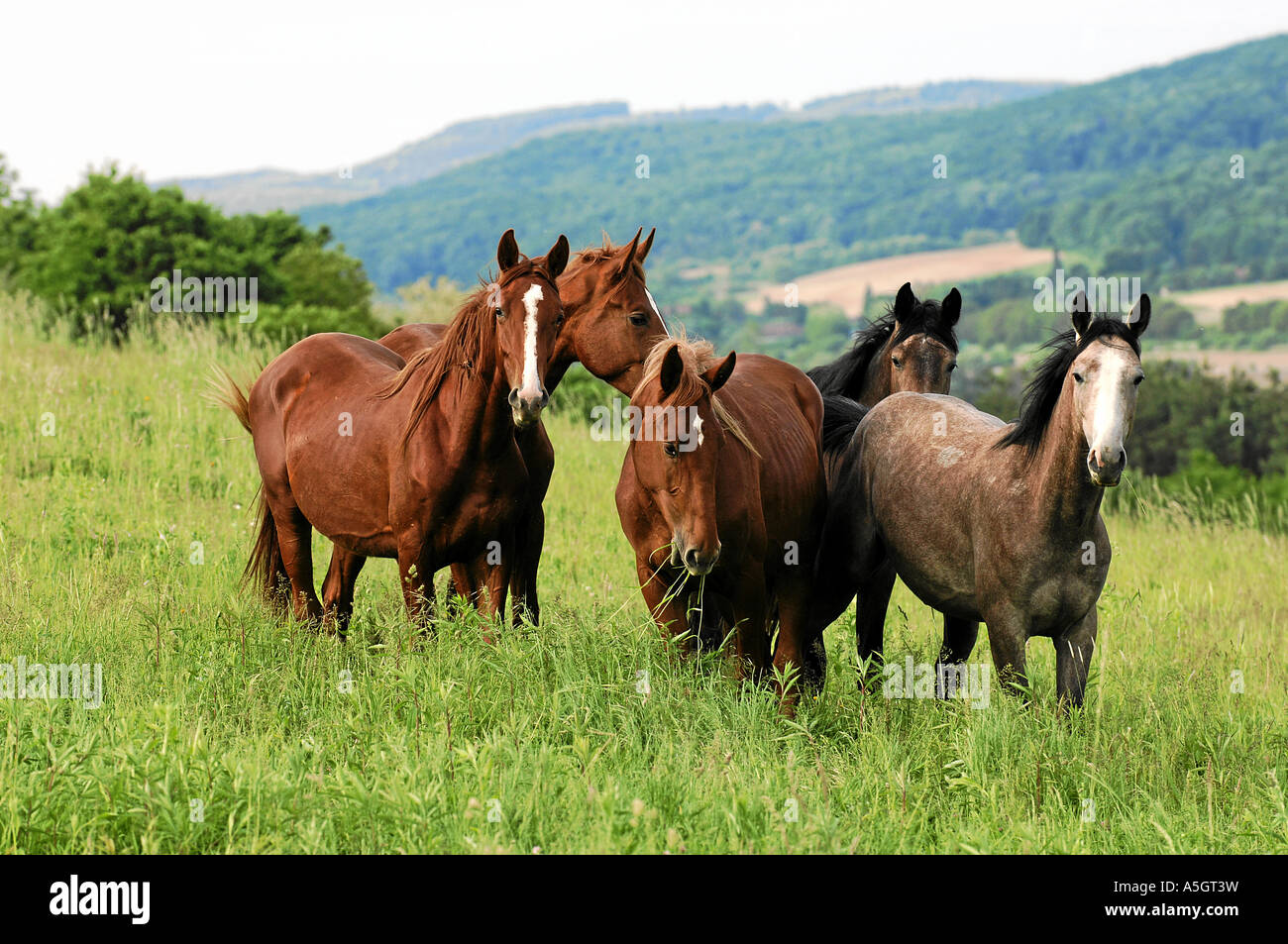 Gidran Horse Gidranpferd Stock Photo - Alamy