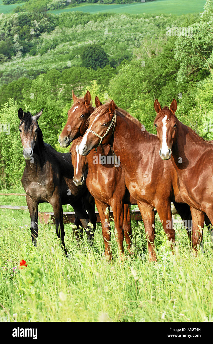 Gidran Horse Gidranpferd Stock Photo - Alamy